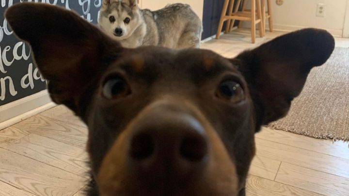 Fundraiser for Molly Groce by Ezra Shore : Help Boba with his surgery!