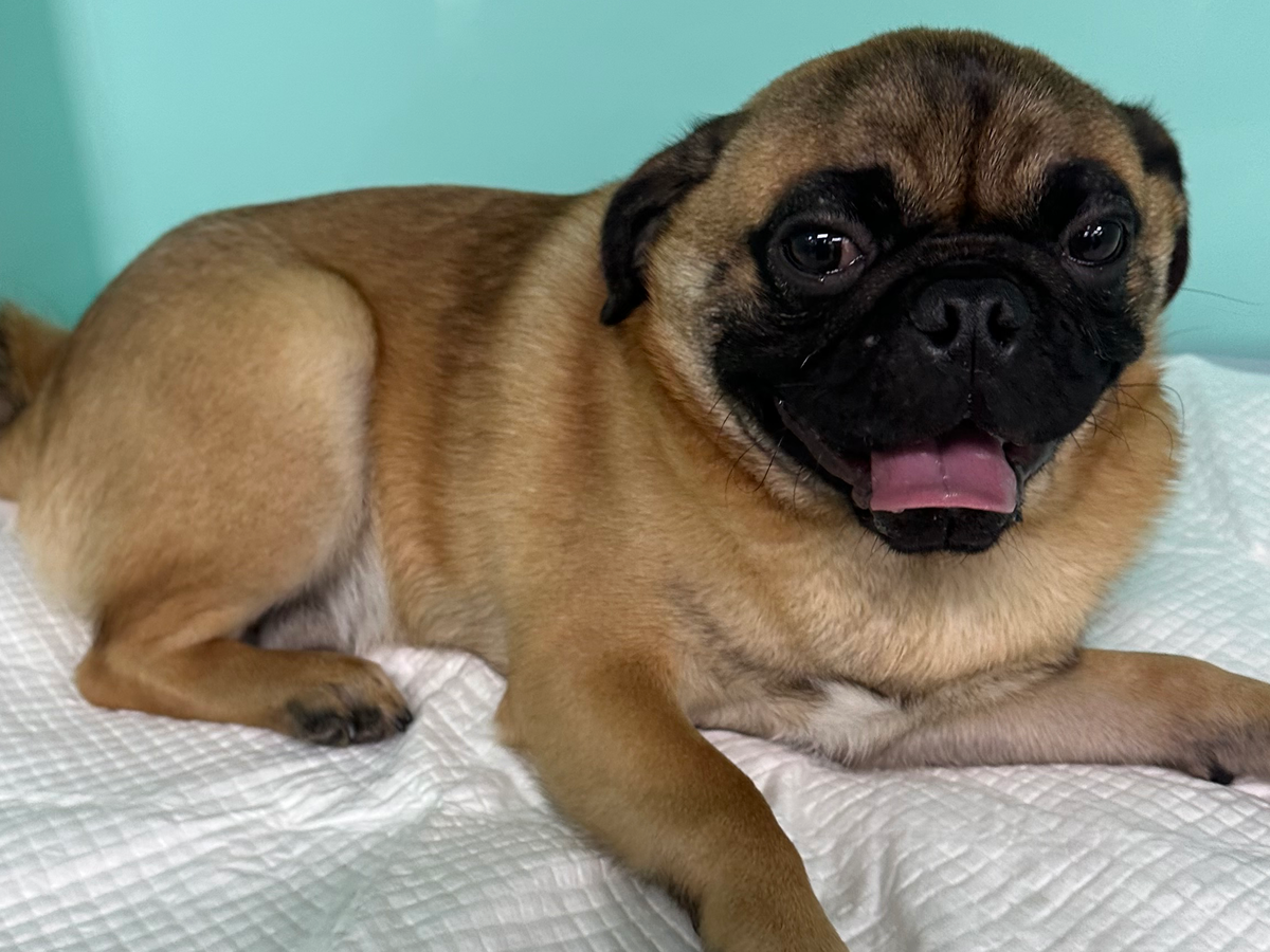 Fundraiser by April Robertson : Help Bubbles get surgery!