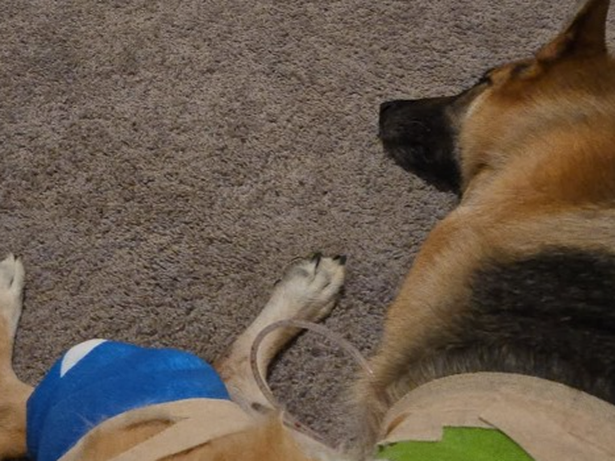 Fundraiser by Angel Vega : Help Sami Recover: Support Helen’s Vet Bills