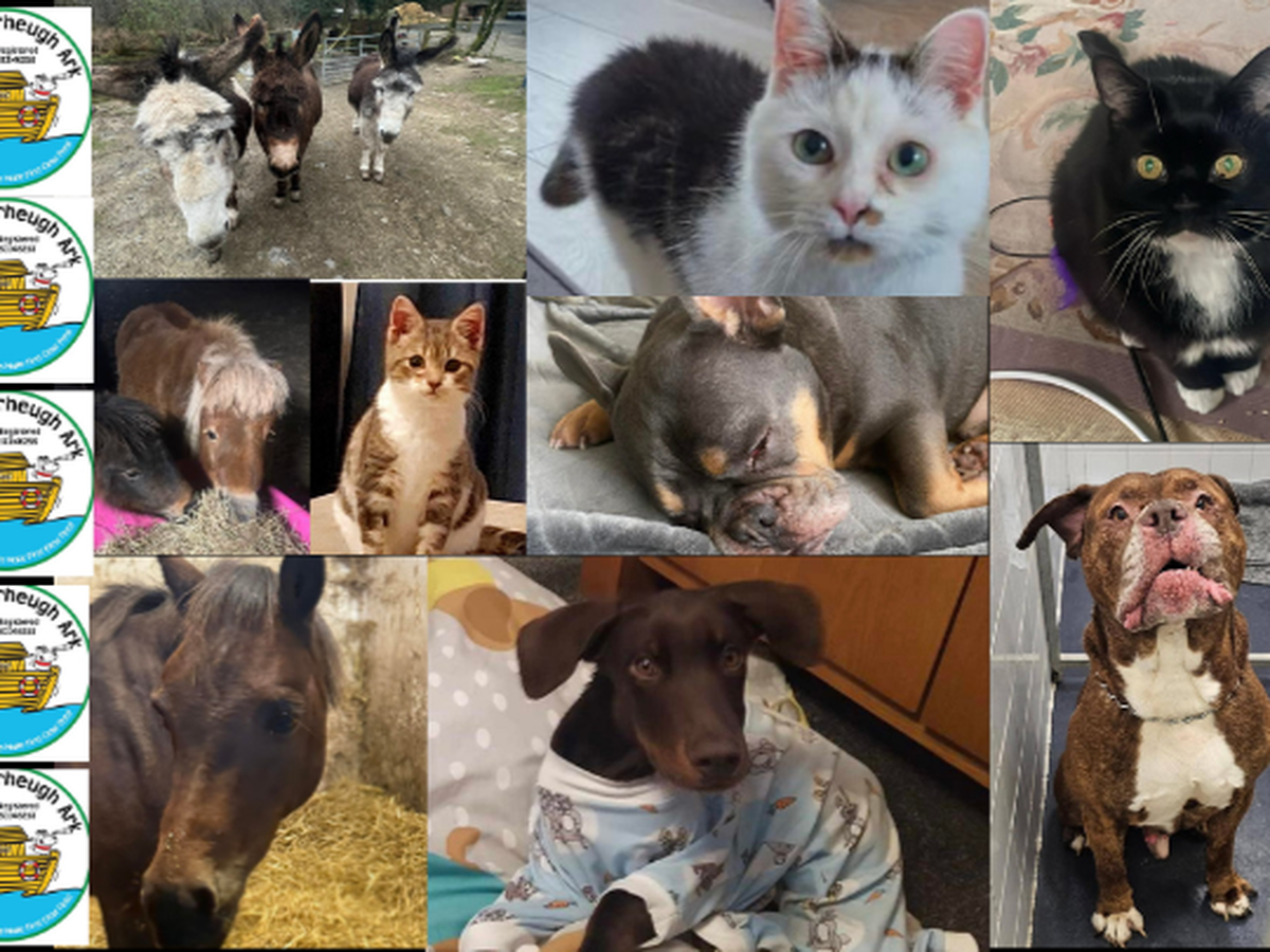 Fundraiser by Amanda Meach : Tails & Adventures Xmas for the furries of ...