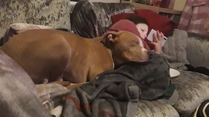 Fundraiser By Gina Thompson Milo Needs An Operation fundraiser-by-gina-thompson-milo-needs-an-operation