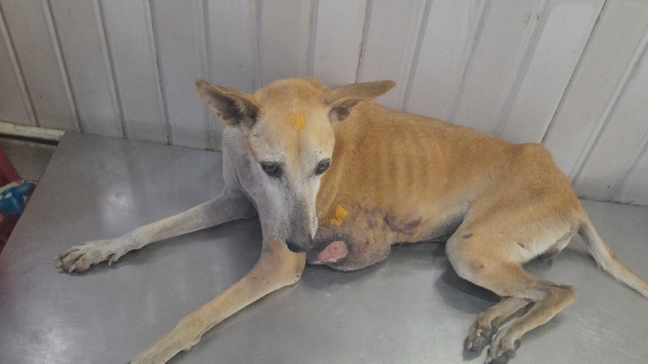 Fundraiser by Chanu Bajaj : AASHIYANA - A Home for Homeless Animals