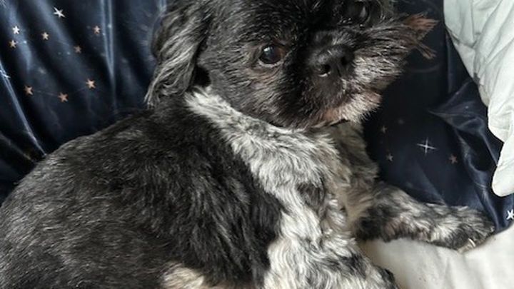Fundraiser by April Villareal : Help Milo Get the Surgery He Needs