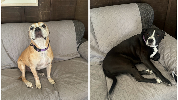 Fundraiser by Brandon Parisi Chism : Honor Mom: Rehome Her Beloved Dogs ...