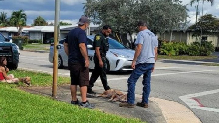 Fundraiser by Amy Tilidetzke : The stop sign dog