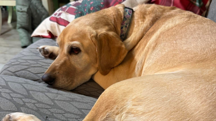 Fundraiser by Sierra Shane : Help Save Macy: Surgery Needed by Monday