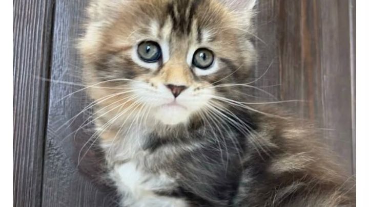Fundraiser by shirley hamrick : Help Bring Jasper the Kitten Home Safely