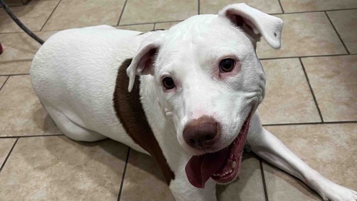 Fundraiser by Jolie Wiseman : Dora’s Surgery :)