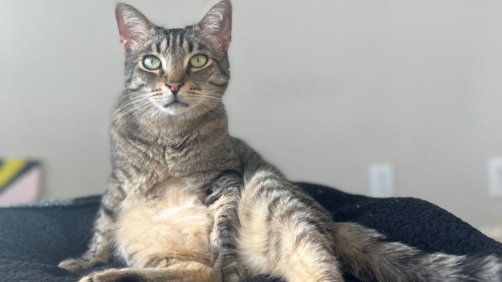 Fundraiser by Laila Ahmad : My Cat, Raja’s, recovery