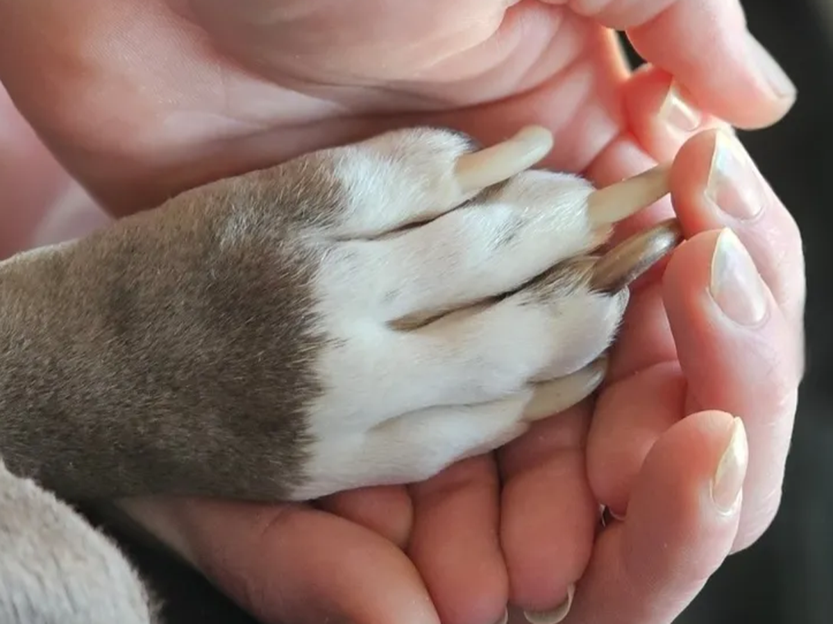 Fundraiser by Kimberly Alvarez : Support for Roxxie & Botchie's Medical ...