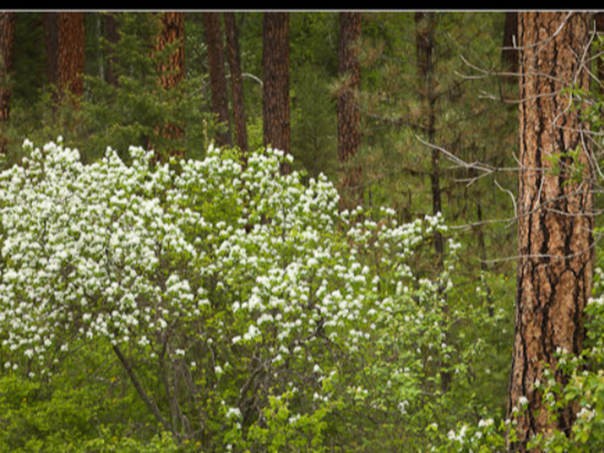 Fundraiser by Tessa Abercrombie : Plant a Tree for Climate Awareness
