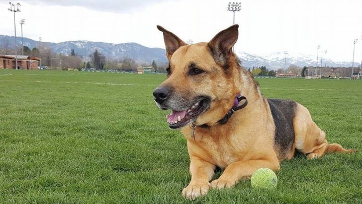 Fundraiser by Maggie Stillman : Nala's Hip Funds
