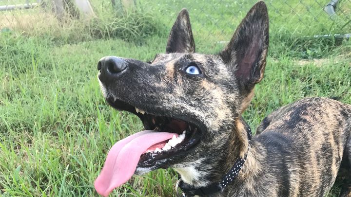 Fundraiser by Valeri Gray : Riley’s Emergency Medical Expenses