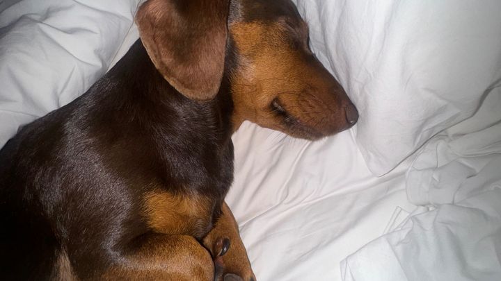 Fundraiser by eleanor lucas : Help Save My Little Bibi