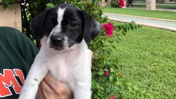 Fundraiser by Suzy Cajina : Snoopy’s surgery