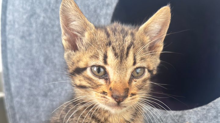 Fundraiser by Anya L : For Chibi’s strong paws