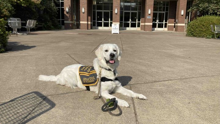 Fundraiser by Sophia Harris : Service Dog Training