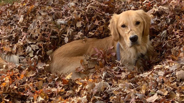 Fundraiser by Stephanie Roberts Krasnoff : Finnigan and Ben
