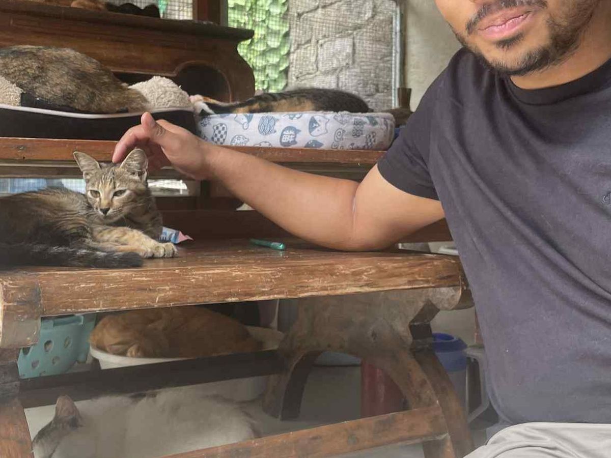 Fundraiser by Aimee Parr : Cat Rescue in Bali (The Odd Cat)