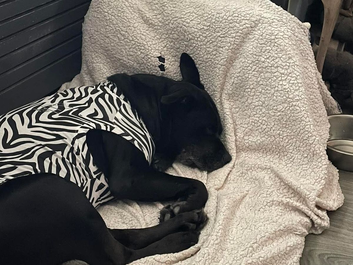 Fundraiser by Jose Veugelers : Help de baasjes van Bizzy