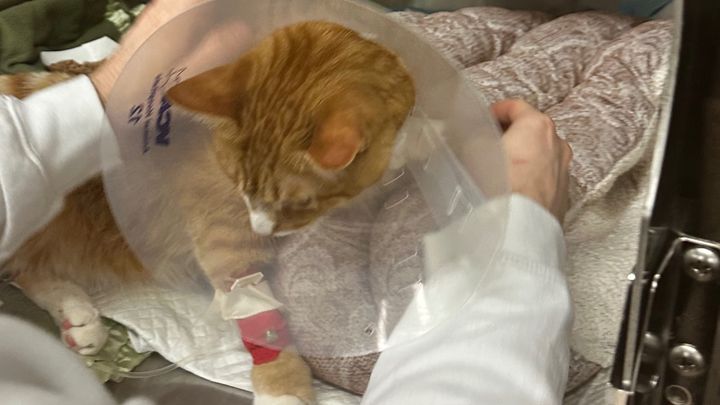 Fundraiser by Rachel Birke : Casper’s FIP surgery fund