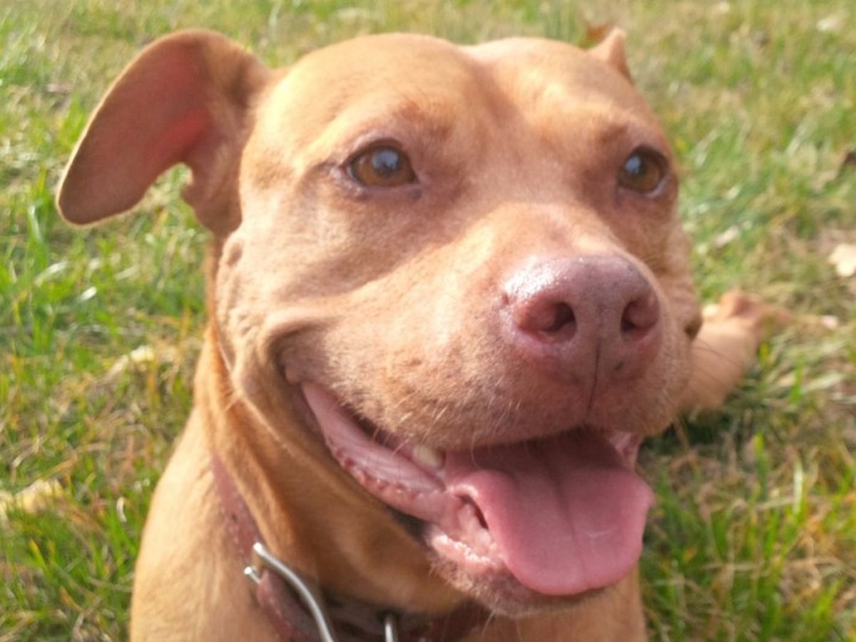 Fundraiser by Christopher Zeoli : Help Our Tesla Walk Again