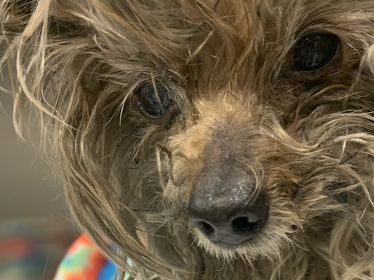 Fundraiser by Ildiko Hall : Help Donna Rebuild After House Fire