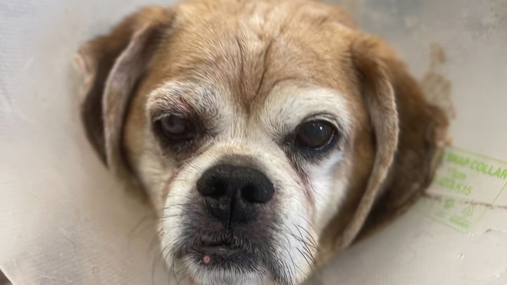 Fundraiser by Miriam Deitcher : Help Save Sushi's Right Eye