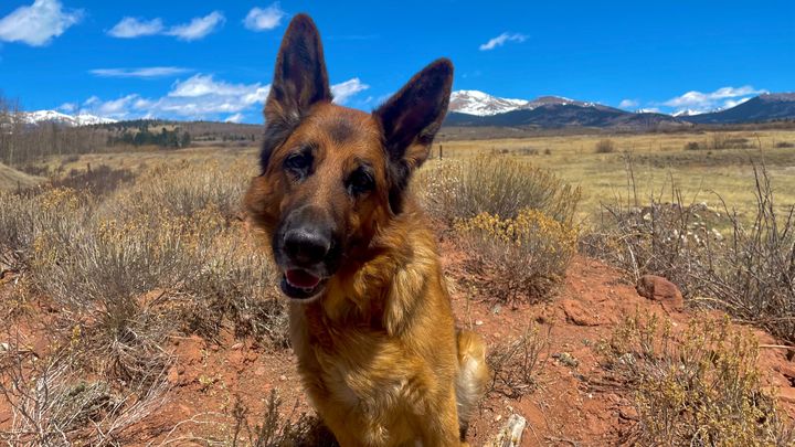 Fundraiser by Caleb Hasley : Help Bo Walk