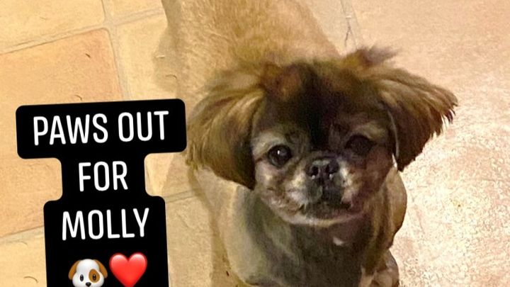 Fundraiser by Anthony Califano : Paws out for Molly