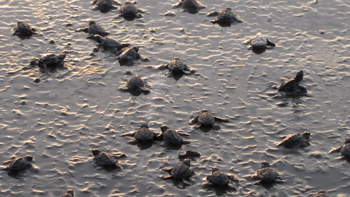 Fundraiser by Michael and Marsha Conte : Support El Salvador Turtle ...