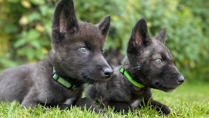 Fundraiser for Shaun Ellis by Neri Karazija : Wolf pups development and ...