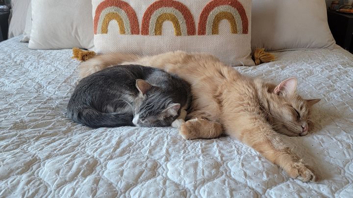 Fundraiser by Audrey Fruge : Tinys vet bill