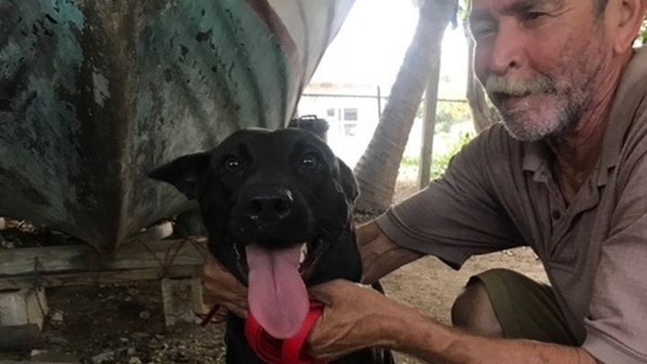 Fundraiser for Peter Donato by Sheree Dawe : PEPPER HAD HIP SURGERY ...