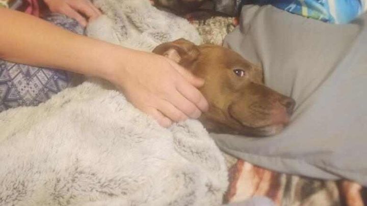 Fundraiser by Robert Deckard : Remi needs surgery pyometra of the uterus