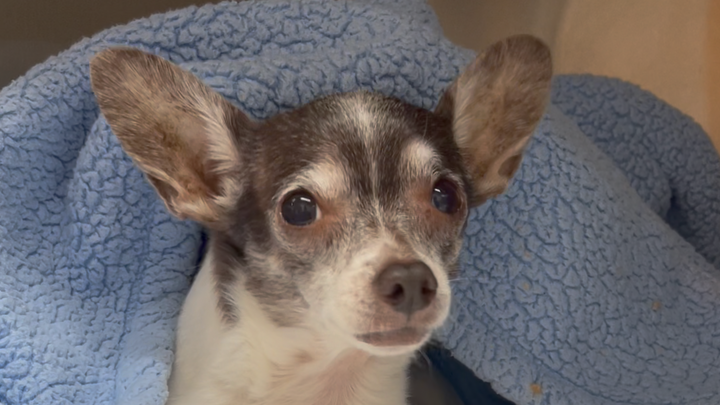 Fundraiser by Jen Dodaro : Jane, Sinclair and Kelly need help!