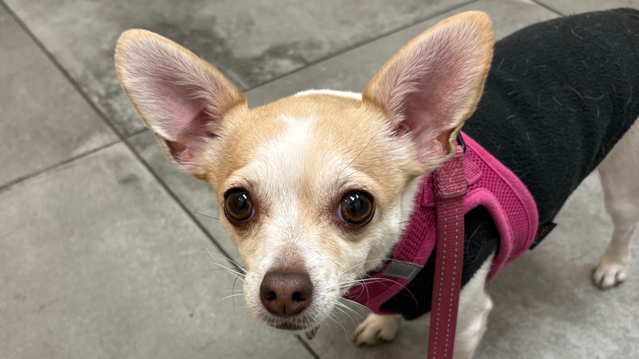 Fundraiser by Robin Spero : Help Boni Overcome Severe Health Issues