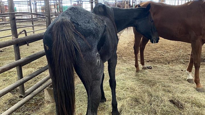 Fundraiser by Shishana Rourke : Nine Spur Rehab Horses