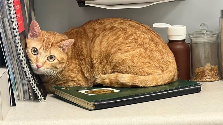 Fundraiser by Hannah Rott : Help Give Riley A second chance