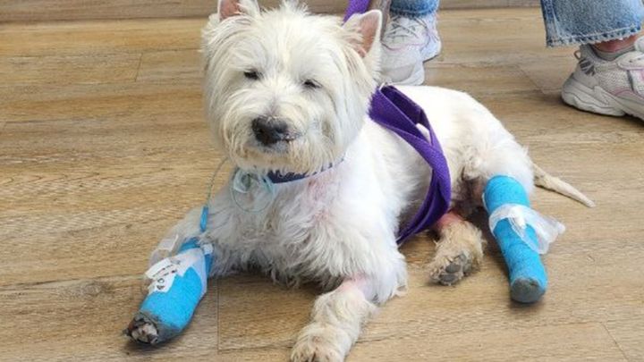 Fundraiser by Varvara Filippova : Tinker wants to live. Pls help