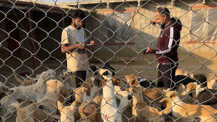 Fundraiser by Stray Homes Animal Rehabilitation : Help Strays Home ...