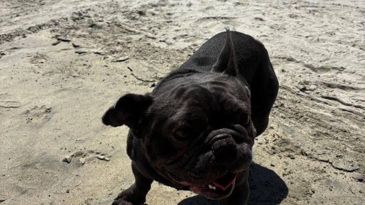 Fundraiser by Kiahnoa Saucedo : Help Tommy Get Surgery for His Ear Hematoma