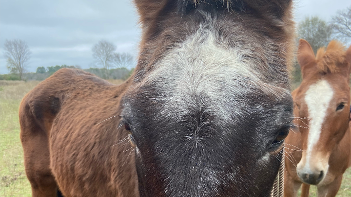 Fundraiser by Jessica Morris : We have two NEW rescues