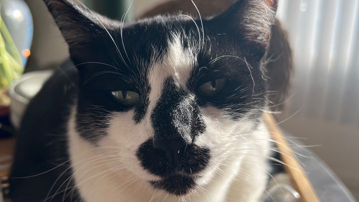 Fundraiser by Nini Chitadze : Please help Juju recover