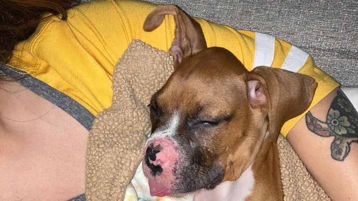 Fundraiser by Alexandria Commander : Surgery