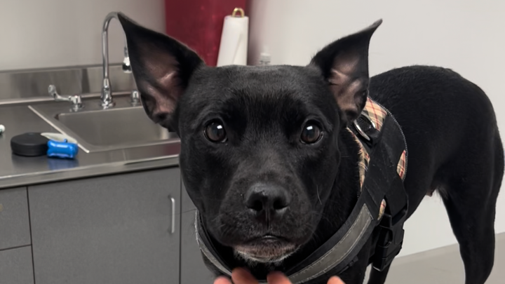 Fundraiser by Emma Bear : Oreo get her abscess surgery and save her life