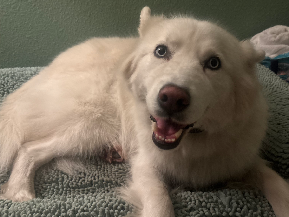 Fundraiser by Crystal Pardo : Give Charlie a Second Chance to Run