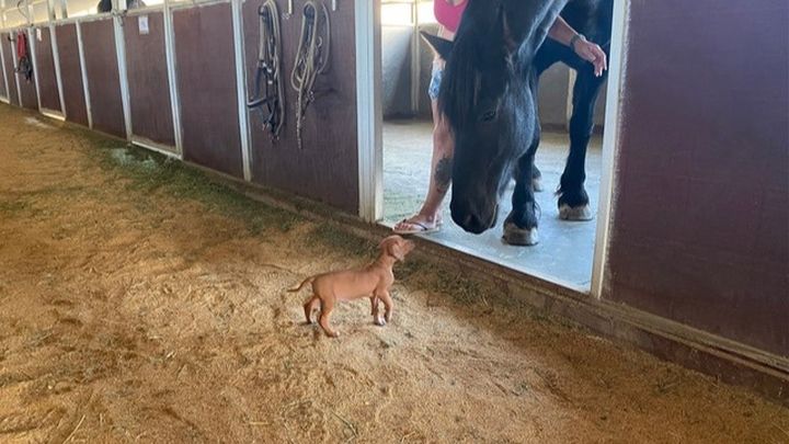 Fundraiser for Elizabeth Akers by Camilla Svensson Burns : Saving ...