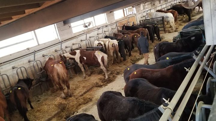 Fundraiser by Rhea Vendt : Annual Horse Rescue Trip