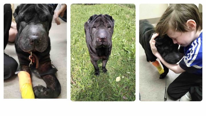 Fundraiser by Nick Imhoff : Please help to pay for Minnie’s cremation